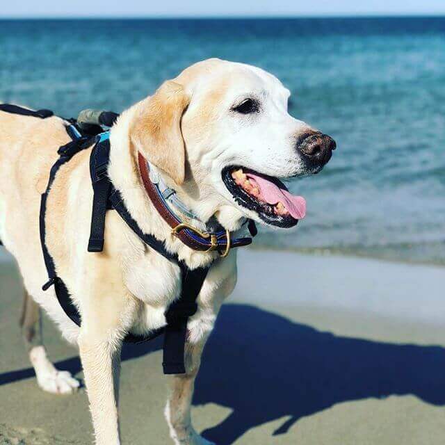 The Help ‘Em Up® Harness Is Ideal for Mobility – Help 'Em Up