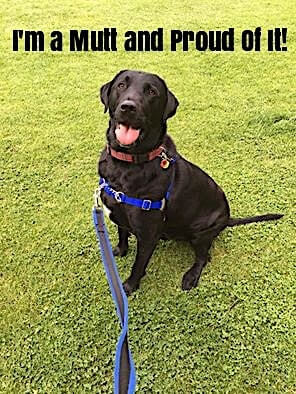 Mutt Vs. Pure Bred? – Help 'Em Up