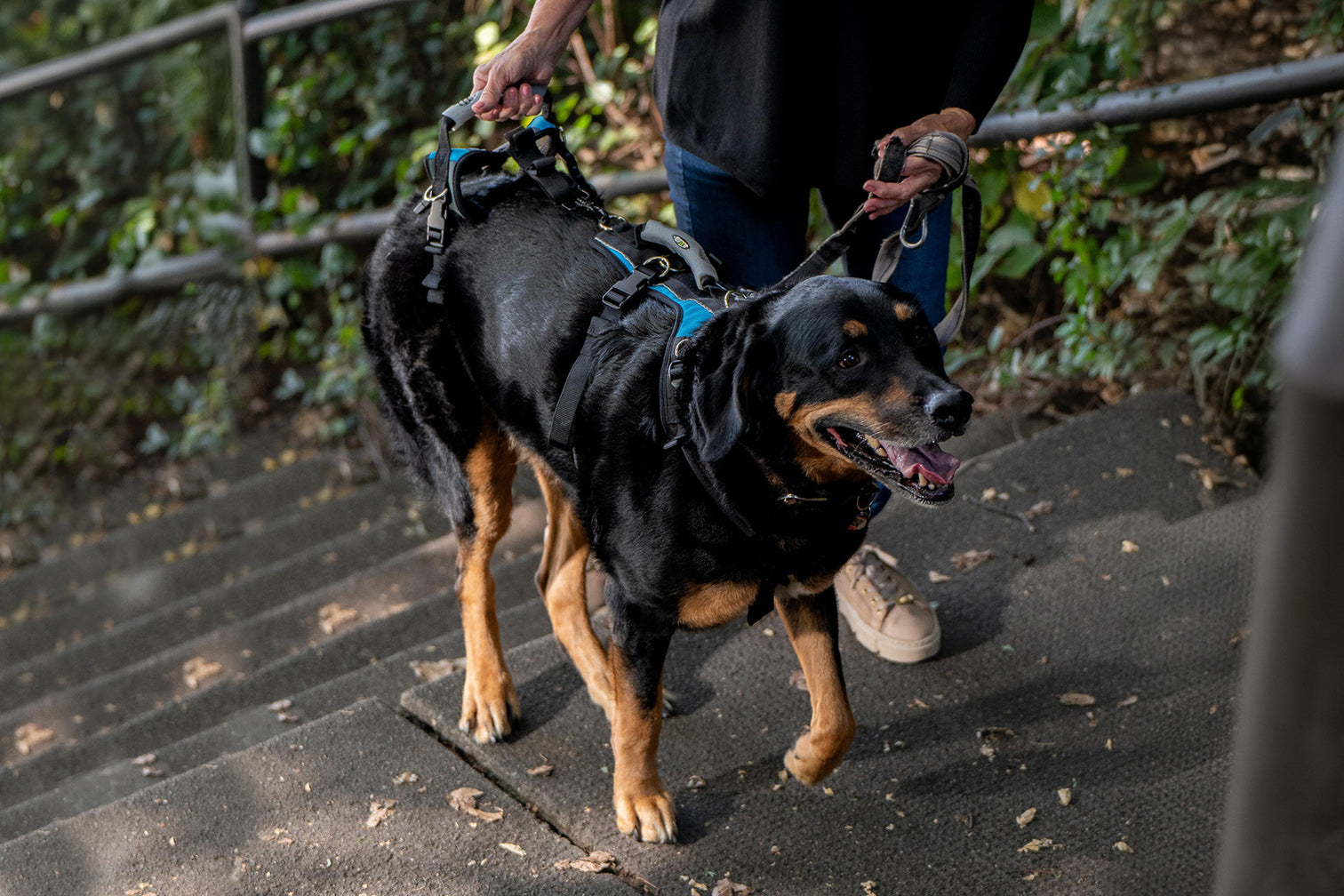 Help 'Em Up Harness - Support Small, Medium, & Large Dogs