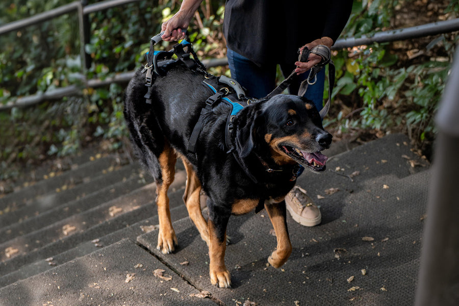 Help 'Em Up Harness - Support Small, Medium, & Large Dogs