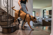 Help 'Em Up Harness - Support Small, Medium, & Large Dogs