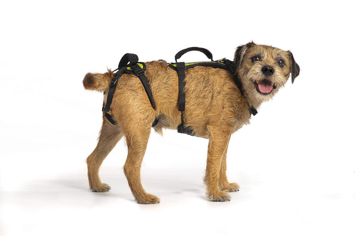 Help 'Em Up Harness - Support Small, Medium, & Large Dogs